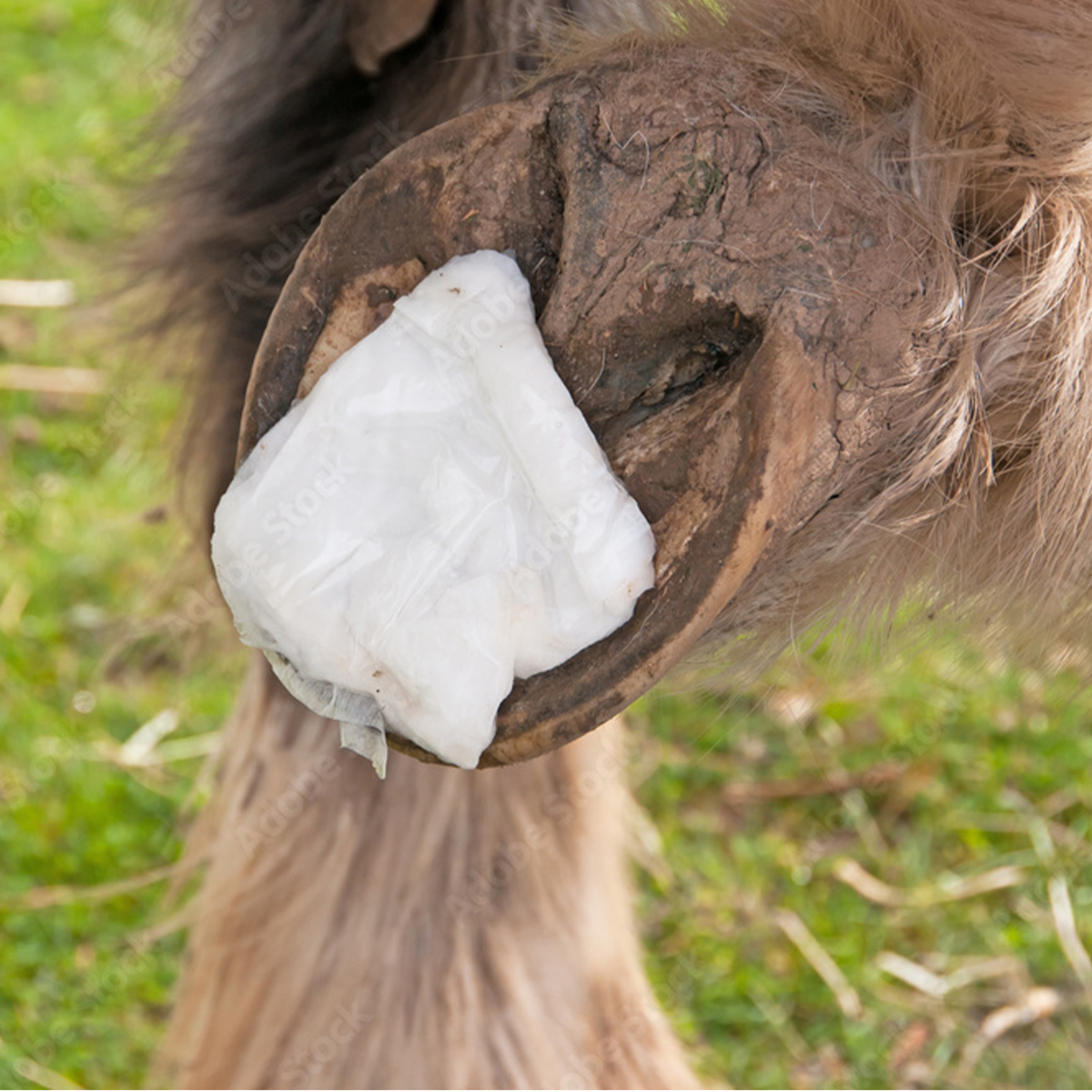 Hoof Care